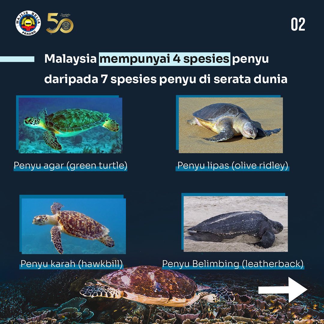 5 Fakta Menarik Penyu – Majlis Belia Negeri Pahang