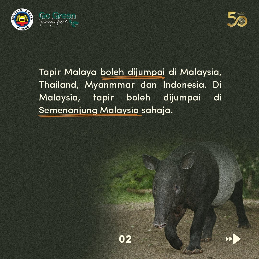 6 Fakta Tapir Malaya (Tapirus indicus) – Majlis Belia Negeri Pahang